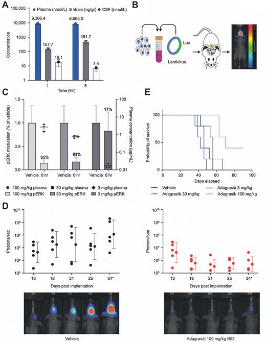 Activity of Adagrasib (MRTX849) in Brain Metastases: Preclinical Models ...