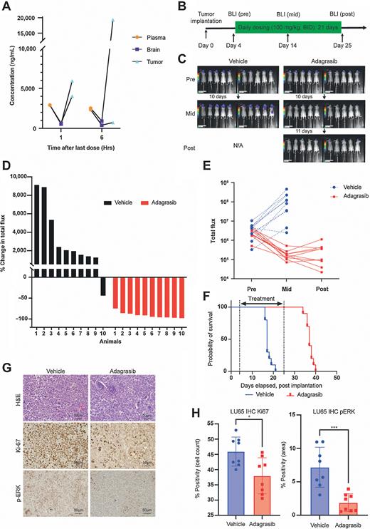 Activity of Adagrasib (MRTX849) in Brain Metastases: Preclinical Models ...