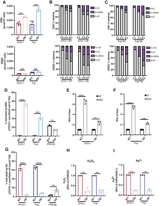Malic Enzyme 1 Absence in Synovial Sarcoma Shifts Antioxidant System ...