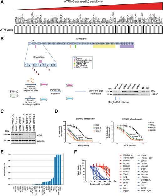 Targeting the DNA Damage Response Pathways and Replication Stress in ...