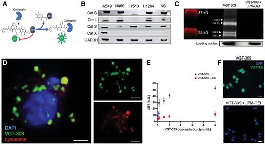 A Cathepsin-Targeted Quenched Activity–Based Probe Facilitates Enhanced ...