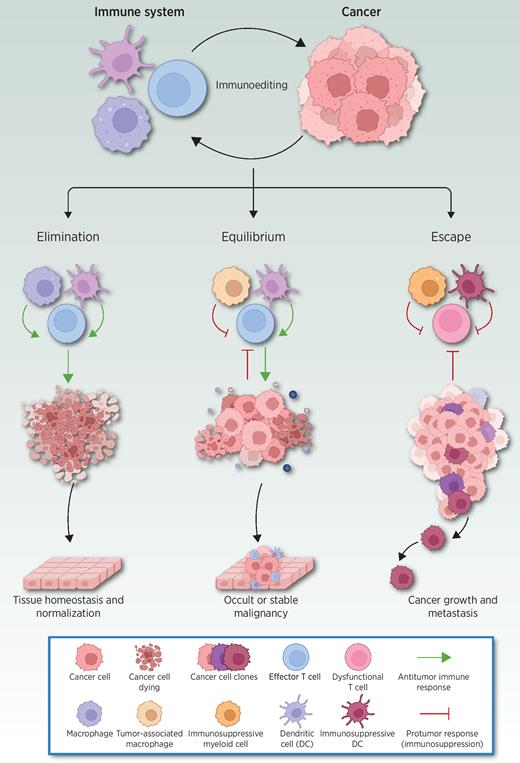 Cancer Immunoediting in the Era of Immuno-oncology | Clinical Cancer ...