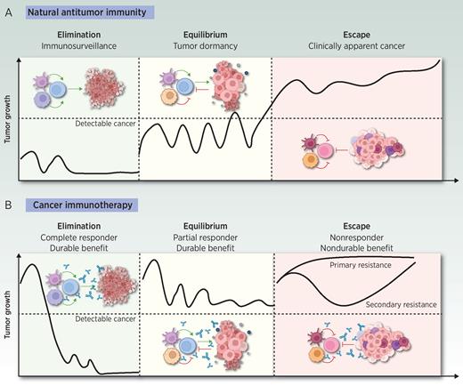 Cancer Immunoediting in the Era of Immuno-oncology | Clinical Cancer ...