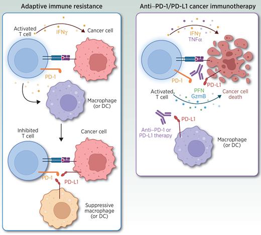Cancer Immunoediting in the Era of Immuno-oncology | Clinical Cancer ...