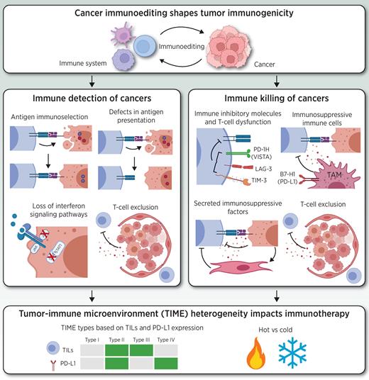 Cancer Immunoediting in the Era of Immuno-oncology | Clinical Cancer ...