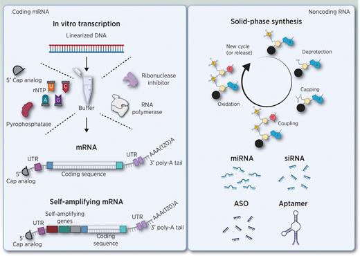 RNA in Cancer Immunotherapy: Unlocking the Potential of the Immune ...