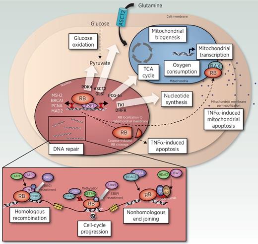 Relevance of pRB Loss in Human Malignancies | Clinical Cancer Research ...