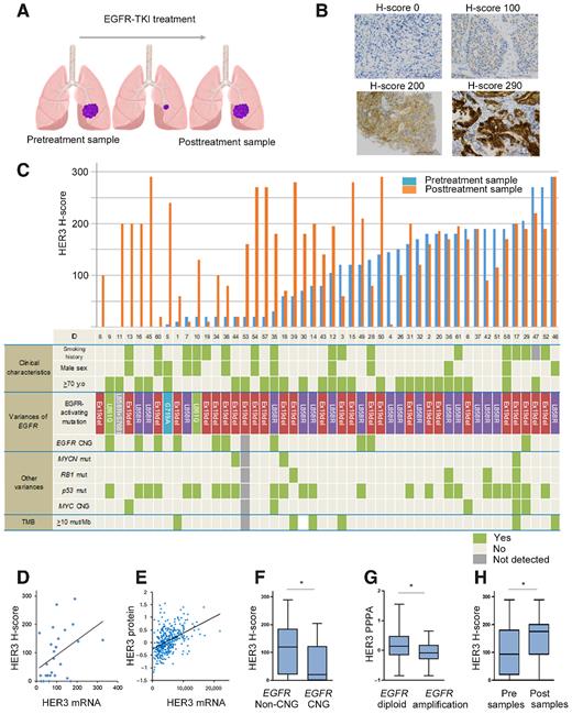 HER3 Augmentation via Blockade of EGFR/AKT Signaling Enhances ...