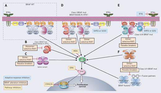 Molecular Pathways and Mechanisms of BRAF in Cancer Therapy | Clinical ...