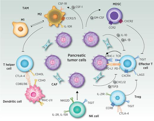 Facts and Hopes in Immunotherapy of Pancreatic Cancer | Clinical Cancer ...