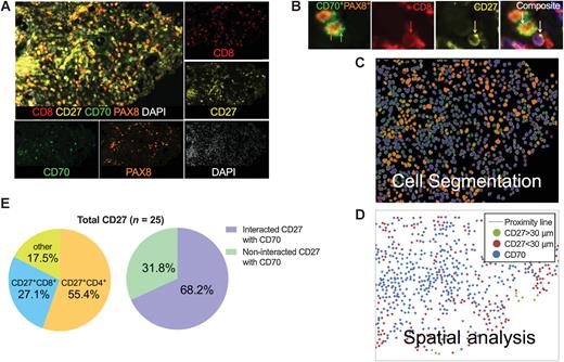 Plasma CD27, a Surrogate of the Intratumoral CD27–CD70 Interaction ...