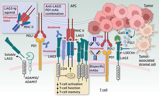 Molecular Pathways and Mechanisms of LAG3 in Cancer Therapy | Clinical ...