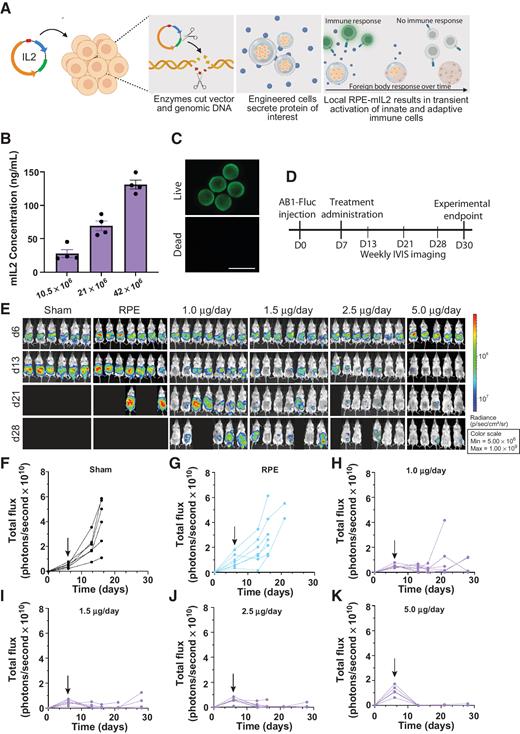 Activation of Adaptive and Innate Immune Cells via Localized IL2 ...