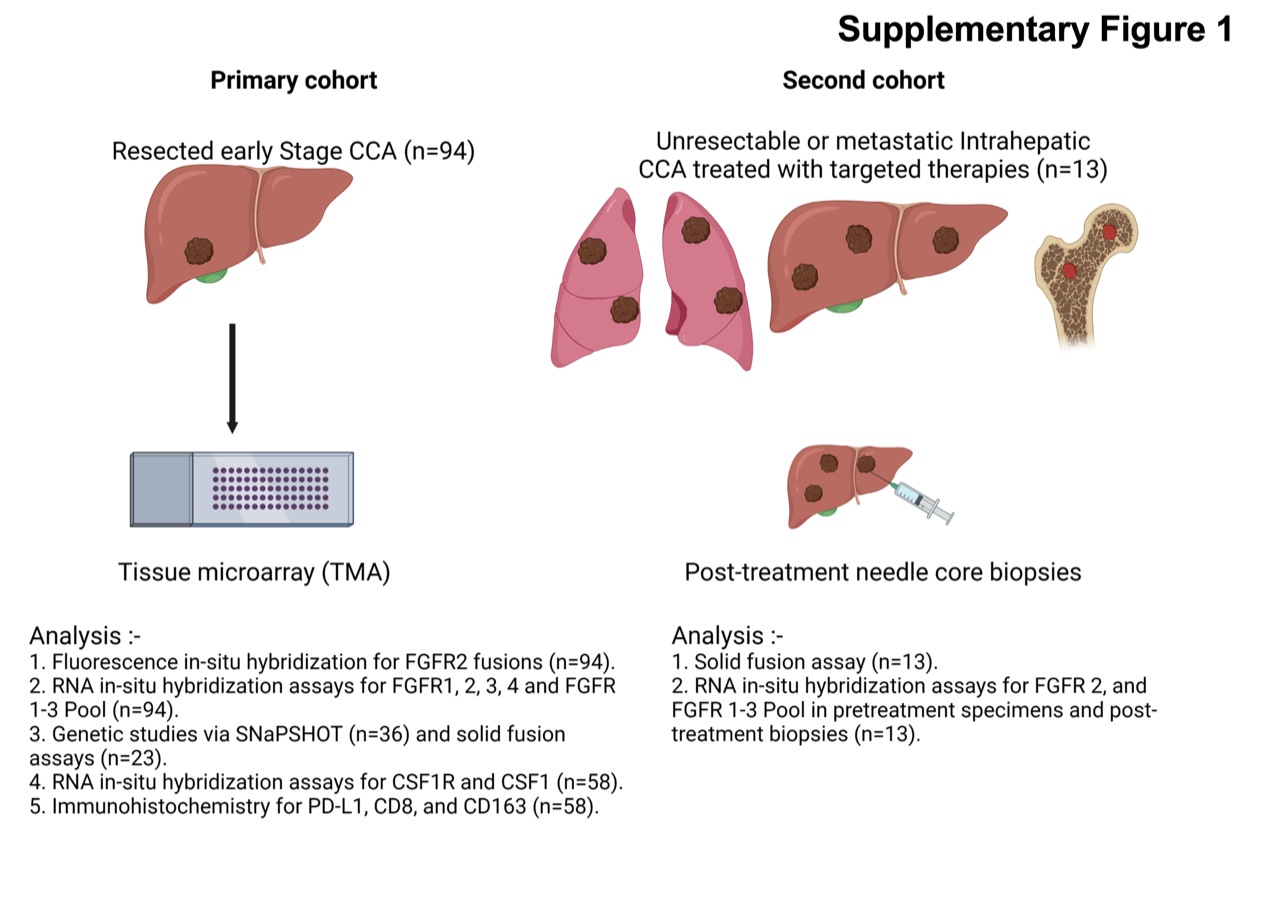 FGFR mRNA Expression in Cholangiocarcinoma and Its Correlation with ...
