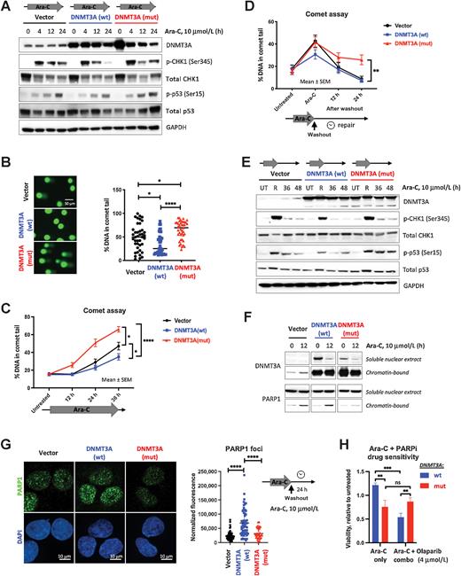 DNMT3A Harboring Leukemia-Associated Mutations Directs Sensitivity to ...