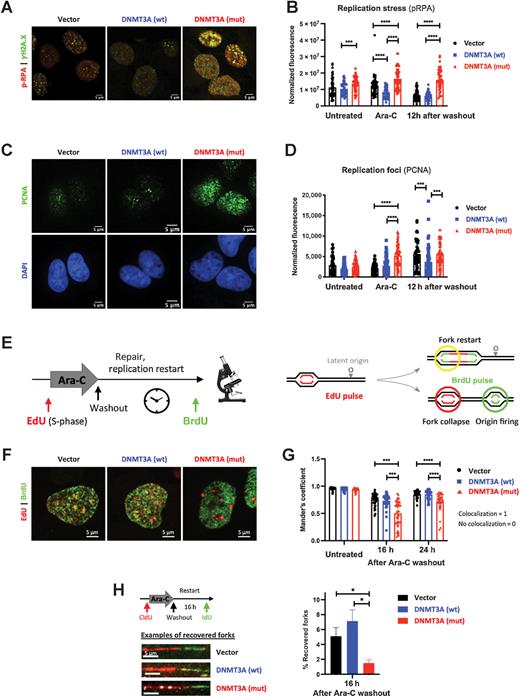 DNMT3A Harboring Leukemia-Associated Mutations Directs Sensitivity to ...