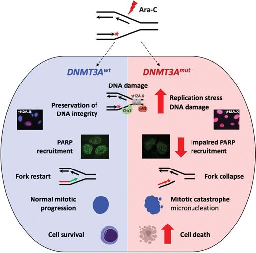DNMT3A Harboring Leukemia-Associated Mutations Directs Sensitivity to ...