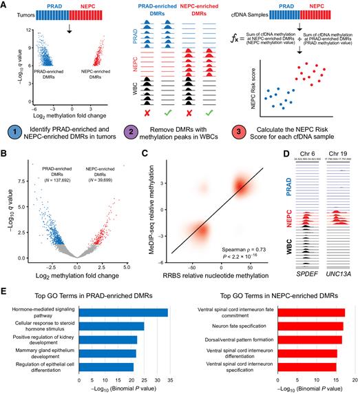Detecting Neuroendocrine Prostate Cancer Through Tissue-Informed Cell ...