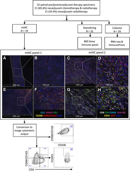 Neoadjuvant Therapy Induces a Potent Immune Response to Sarcoma ...