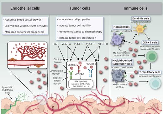 Molecular Mechanisms and Future Implications of VEGF/VEGFR in Cancer ...