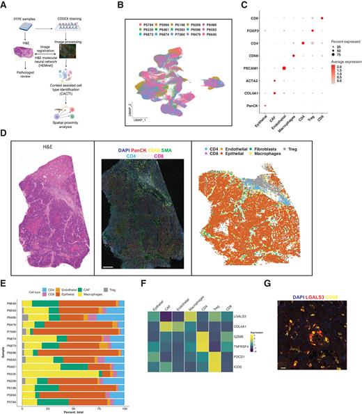 Colorectal Cancer Metastases in the Liver Establish Immunosuppressive Spatial Networking between ...