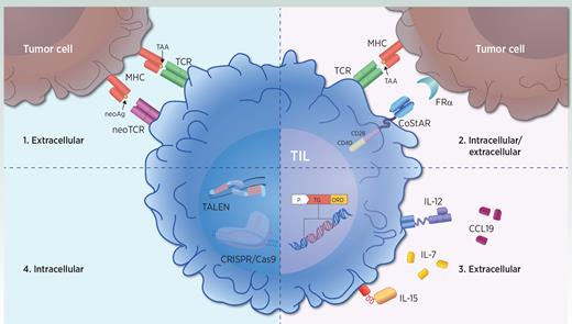 Tumor-Infiltrating Lymphocyte Therapy in Melanoma: Facts to the Future ...