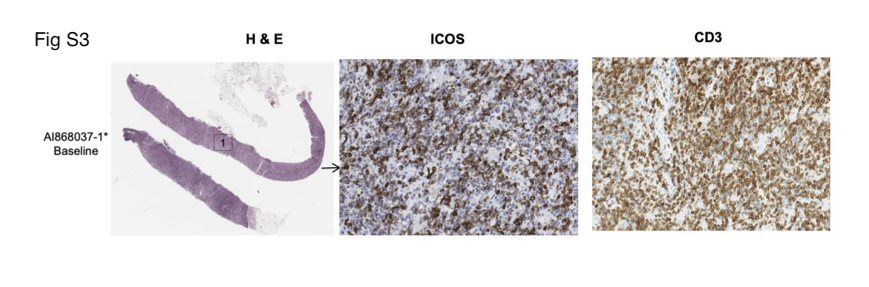 Targeting the Inducible T-cell Costimulator (ICOS) in Patients with ...
