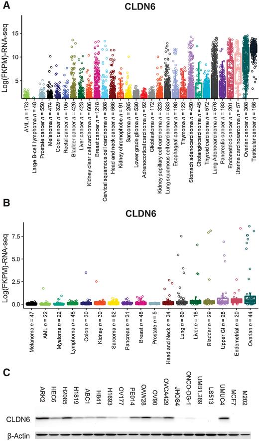 Preclinical Efficacy of the Antibody–Drug Conjugate CLDN6–23-ADC for ...