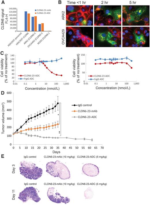 Preclinical Efficacy of the Antibody–Drug Conjugate CLDN6–23-ADC for ...
