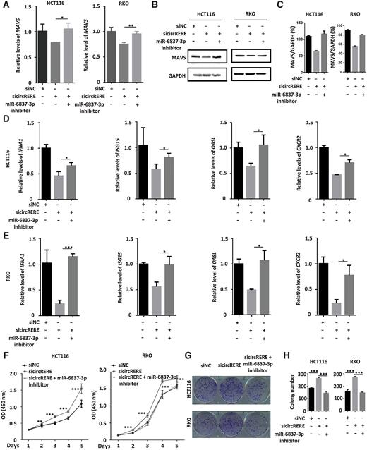 A Tumor-suppressive Molecular Axis EP300/circRERE/miR-6837-3p/MAVS ...