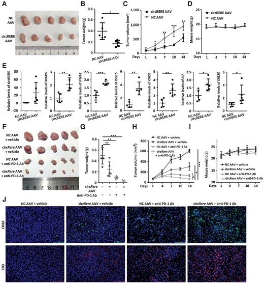 A Tumor-suppressive Molecular Axis EP300/circRERE/miR-6837-3p/MAVS ...