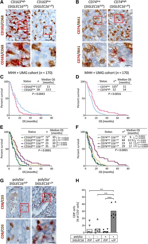 Proinflammatory Macrophage Activation by the Polysialic Acid-Siglec-16 ...