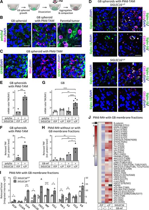 Proinflammatory Macrophage Activation by the Polysialic Acid-Siglec-16 ...