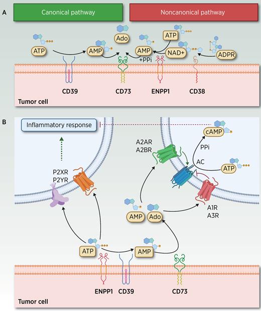 ENPP1 Immunobiology as a Therapeutic Target | Clinical Cancer Research ...