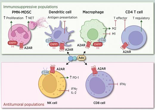 ENPP1 Immunobiology as a Therapeutic Target | Clinical Cancer Research ...