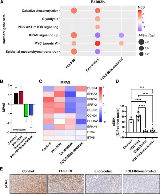 Antitumor Efficacy of Dual Blockade with Encorafenib + Cetuximab in ...