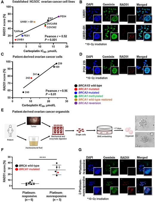 RAD51 Foci as a Biomarker Predictive of Platinum Chemotherapy Response ...