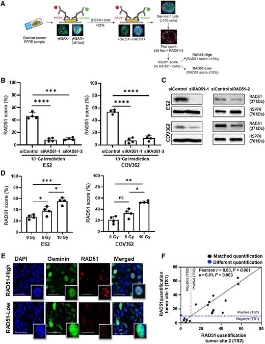 RAD51 Foci as a Biomarker Predictive of Platinum Chemotherapy Response ...