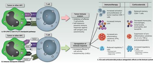Corticosteroids and Cancer Immunotherapy | Clinical Cancer Research ...