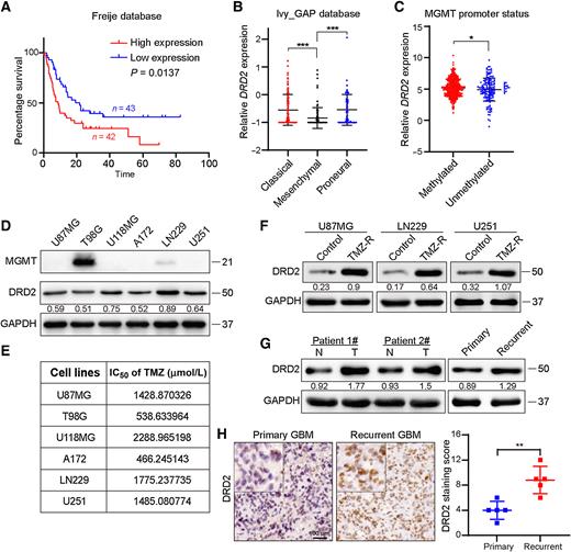 The DRD2 Antagonist Haloperidol Mediates Autophagy-Induced Ferroptosis ...
