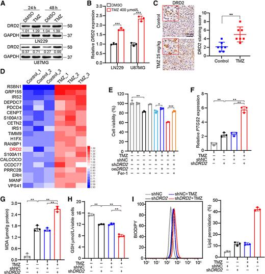 The DRD2 Antagonist Haloperidol Mediates Autophagy-Induced Ferroptosis ...