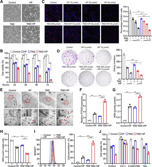 The DRD2 Antagonist Haloperidol Mediates Autophagy-Induced Ferroptosis ...
