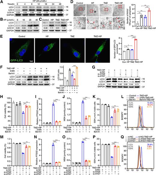 The DRD2 Antagonist Haloperidol Mediates Autophagy-Induced Ferroptosis ...