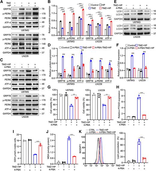 The DRD2 Antagonist Haloperidol Mediates Autophagy-Induced Ferroptosis ...