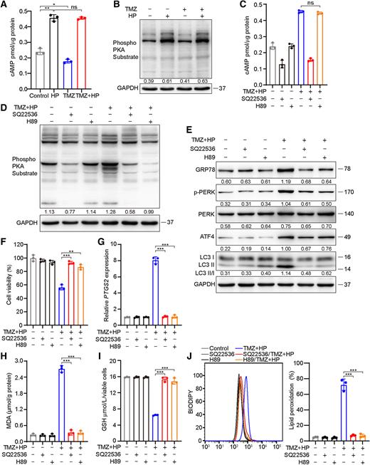 The DRD2 Antagonist Haloperidol Mediates Autophagy-Induced Ferroptosis ...