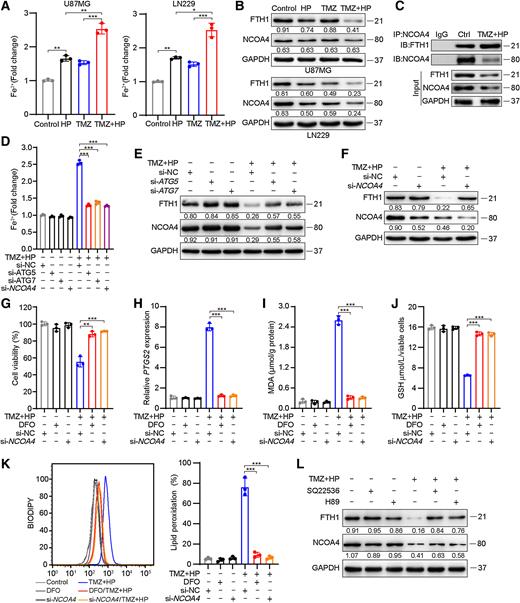 The DRD2 Antagonist Haloperidol Mediates Autophagy-Induced Ferroptosis ...