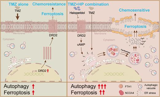 The DRD2 Antagonist Haloperidol Mediates Autophagy-Induced Ferroptosis ...