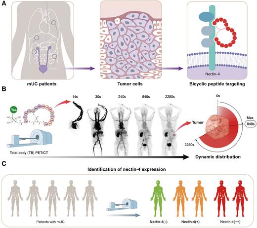First-in-Human Study of the Radioligand 68Ga-N188 Targeting Nectin-4 ...