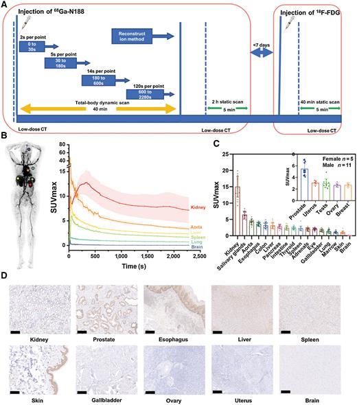 First-in-Human Study of the Radioligand 68Ga-N188 Targeting Nectin-4 ...