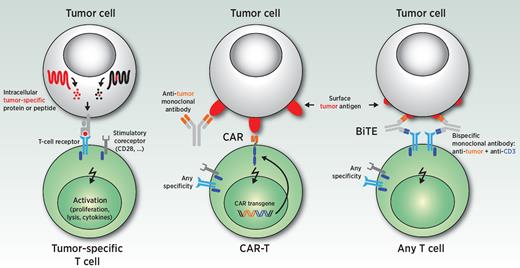 Facts and Hopes in Cancer Antigens Recognized by T Cells | Clinical ...